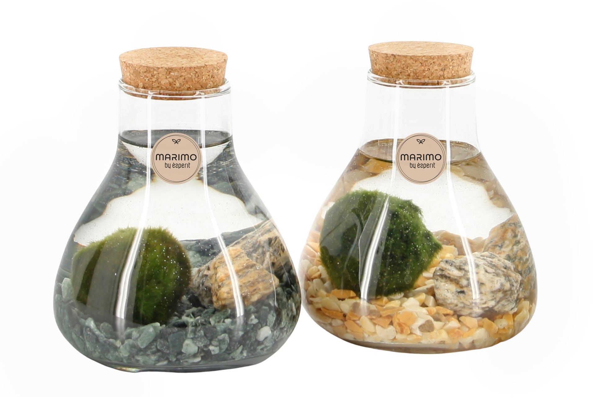 Marimo biljka (Marimo Moss ball)