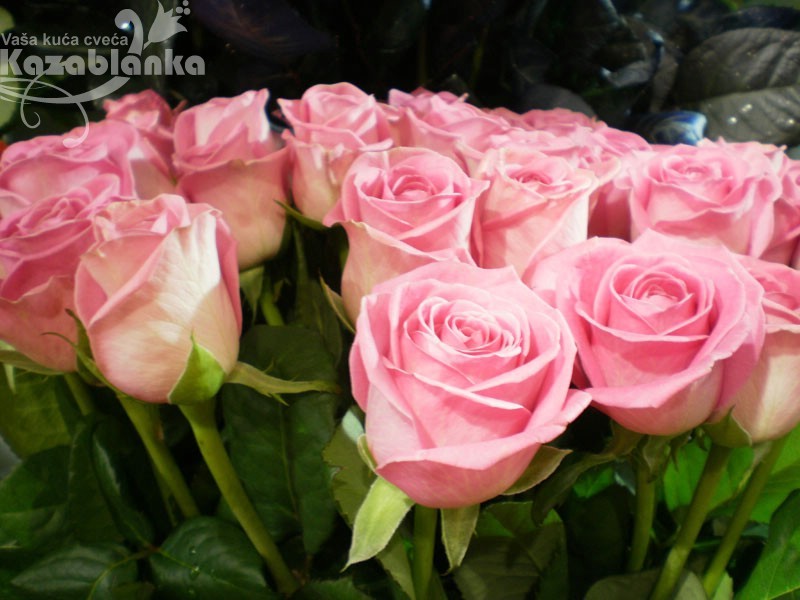 Prodaja rezanog cveća | Sve vrste ruža i ostalo rezano cveće